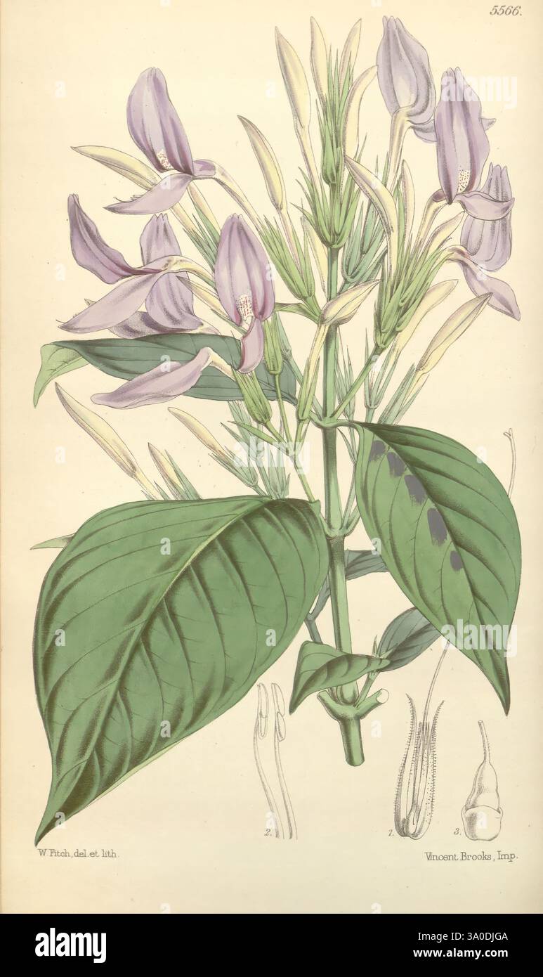 Ongoing bloom cycle hi-res stock photography and images - Alamy