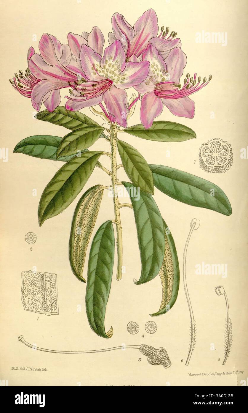 Curtis's botanical magazine, London, New York, botanical illustration ...