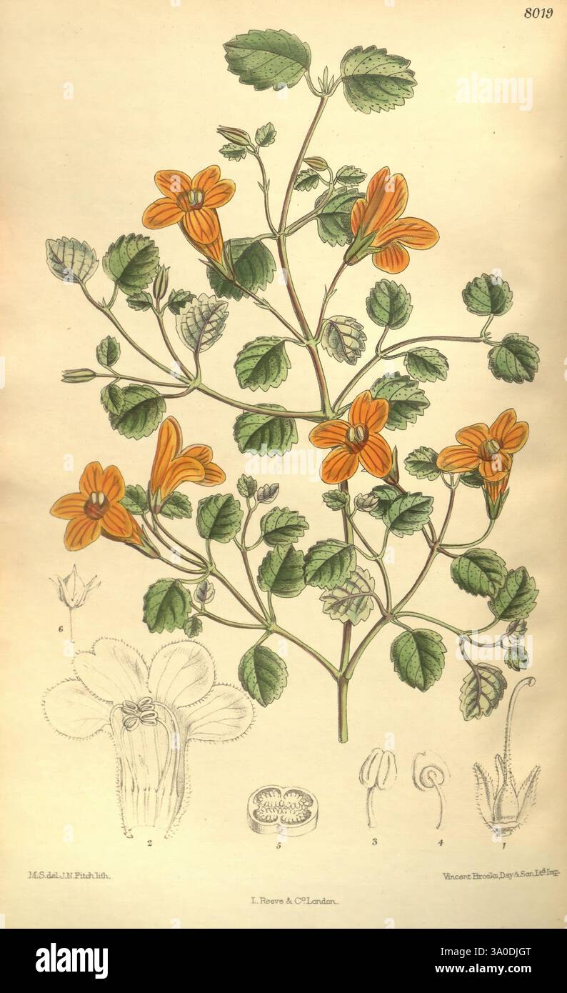 Curtis's botanical magazine, London, New York, botanical illustration ...