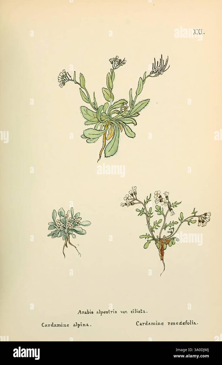Simpler flower structure hi-res stock photography and images - Alamy