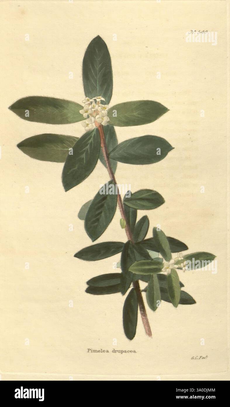 The Botanical Cabinet London, John & Arthur Arch 1817-1833, A detailed ...