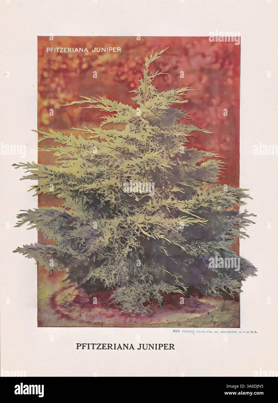 Descriptive plate-book Newark, N.Y, Knight & Bostwick, [19--], catalogs ...