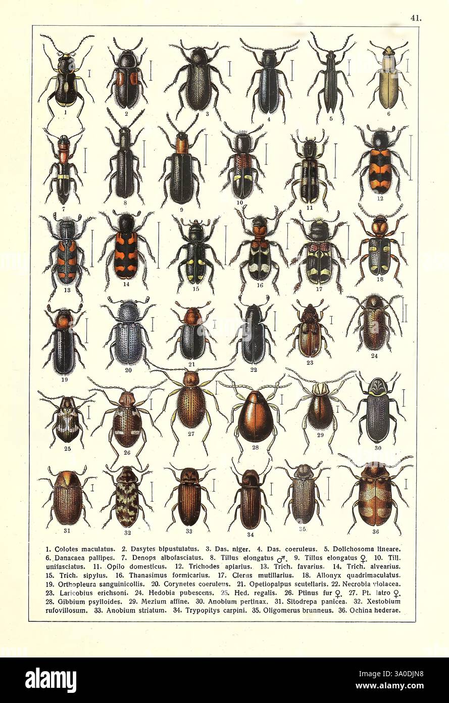 Zhuki Rossii i zapadnoĭ Evropy, S.-Peterburg, Devrien, 1905-1915 ...