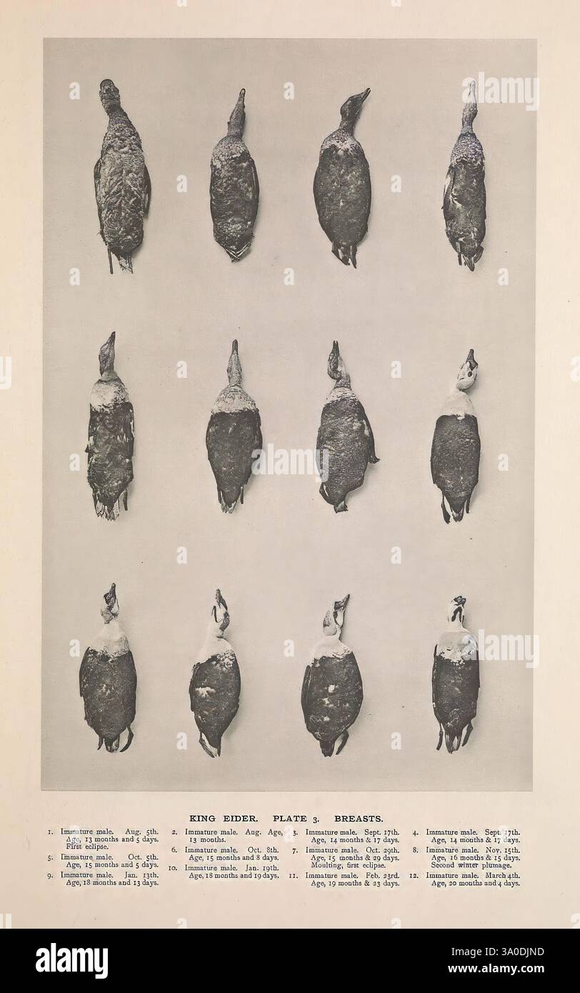 British Diving Ducks London Longmans Green and Co. 1913 Birds Ducks ...