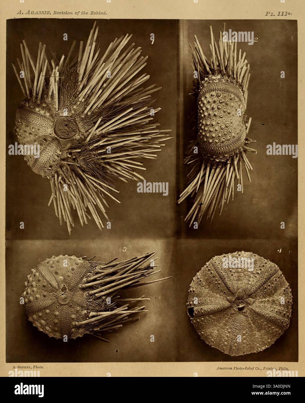 Detailed study features several specimens of echinoids hi-res stock ...