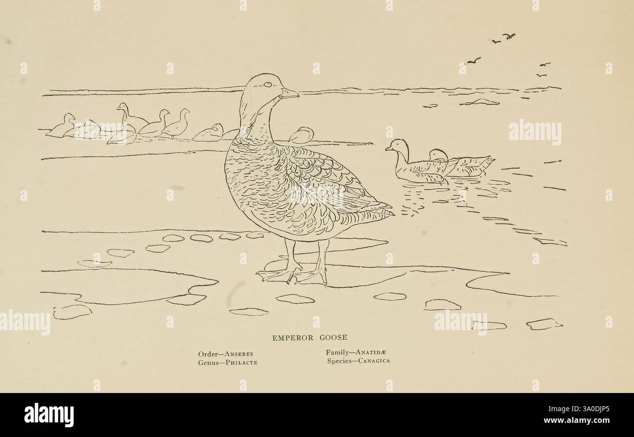 Group of ducks swims gracefully across hi-res stock photography and ...