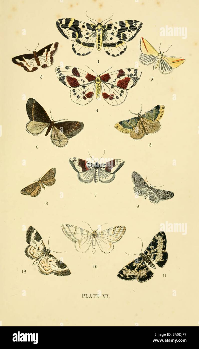 Magpie moth vestal clouded border clouded magpie green carpet wi hi-res ...