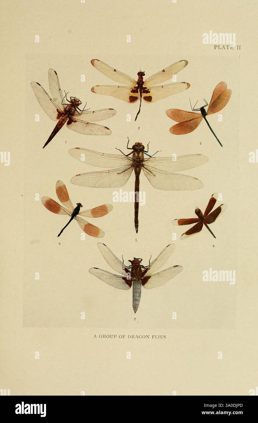 Group of dragon flies hi-res stock photography and images - Alamy