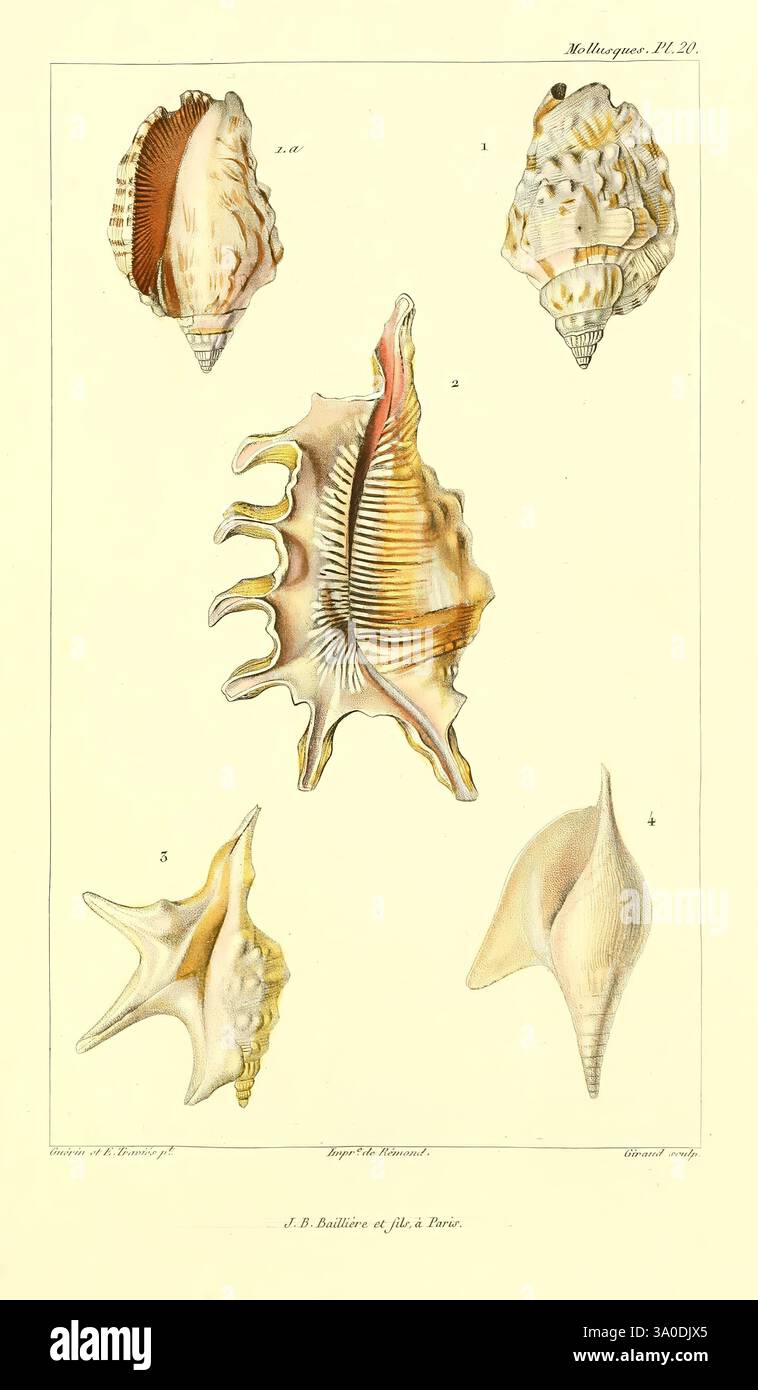 Tapered shell hi-res stock photography and images - Alamy