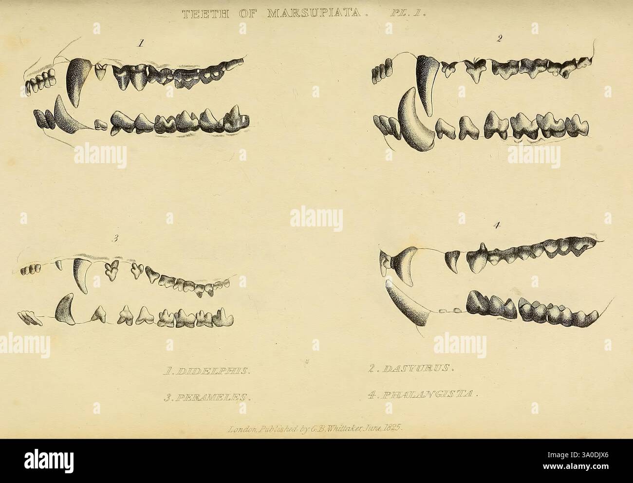 Highlights different types of teeth hi-res stock photography and images ...