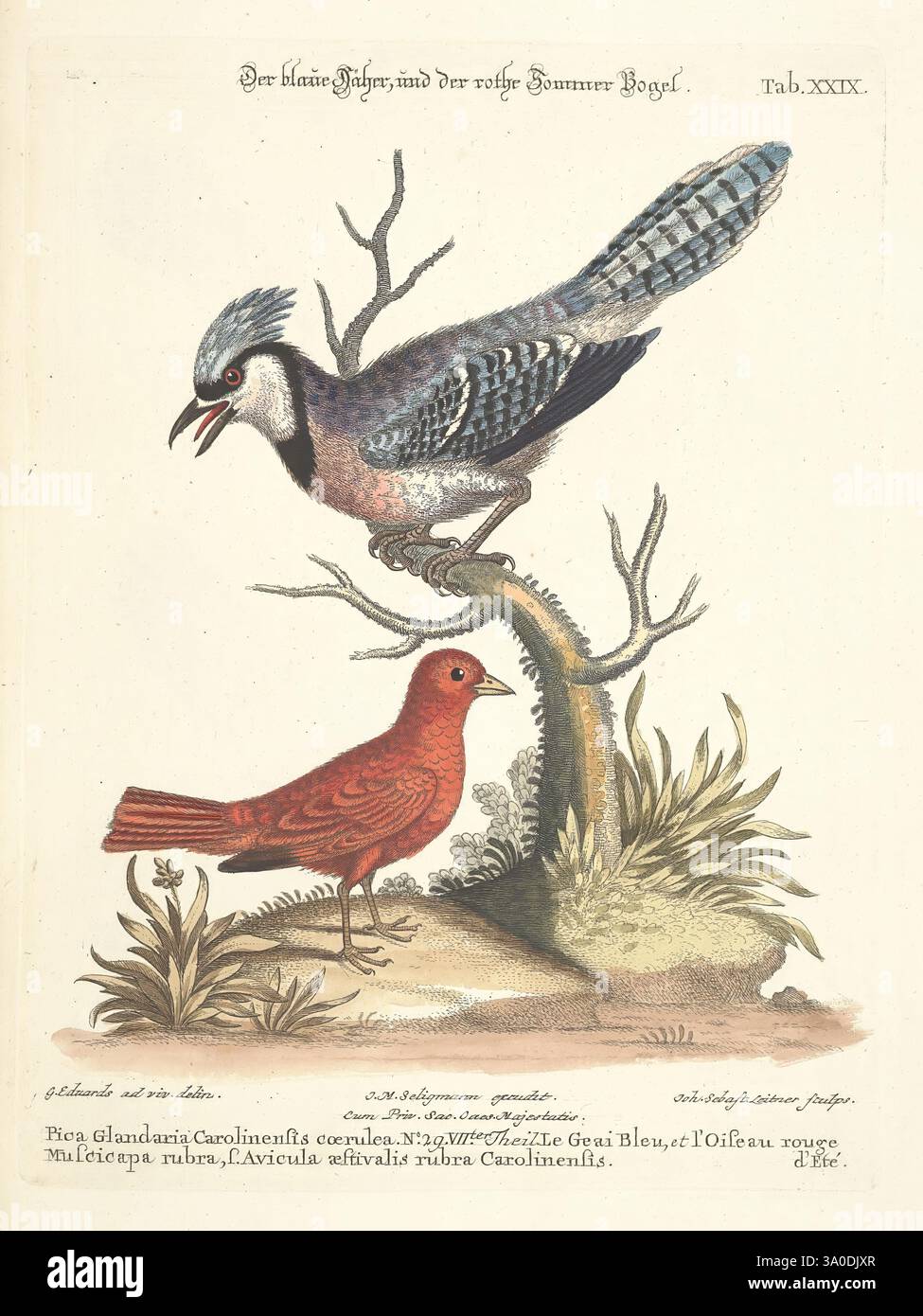 Smaller bird in rich crimson stands hi-res stock photography and images ...