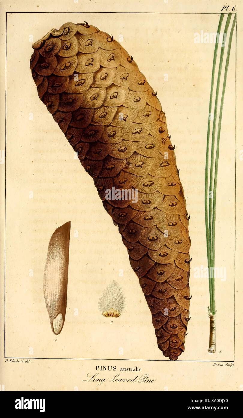 Typical foliage associated hi-res stock photography and images - Alamy