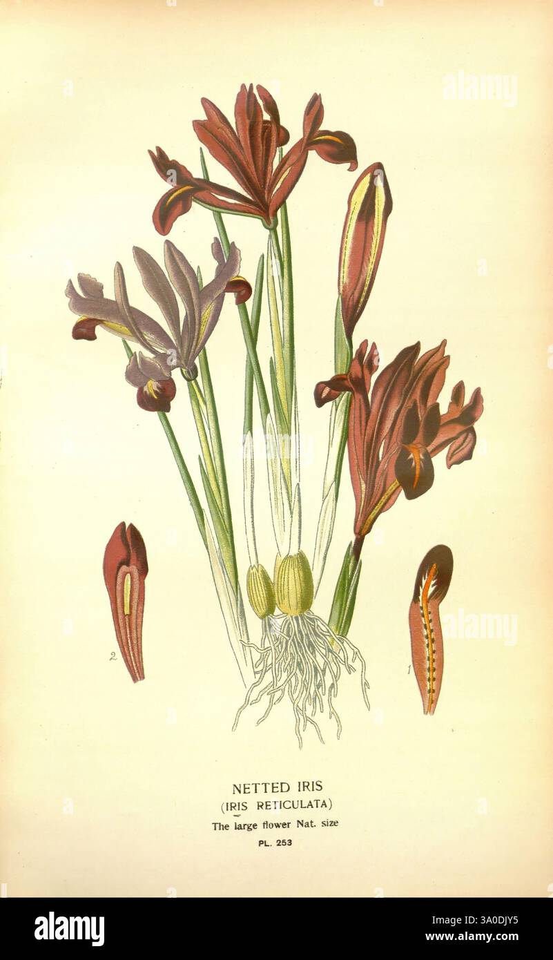 Favourite, flowers, of, garden, and, greenhouse, London, and, New York ...