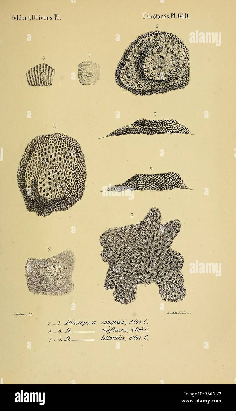 Range of fossilized corals hi-res stock photography and images - Alamy