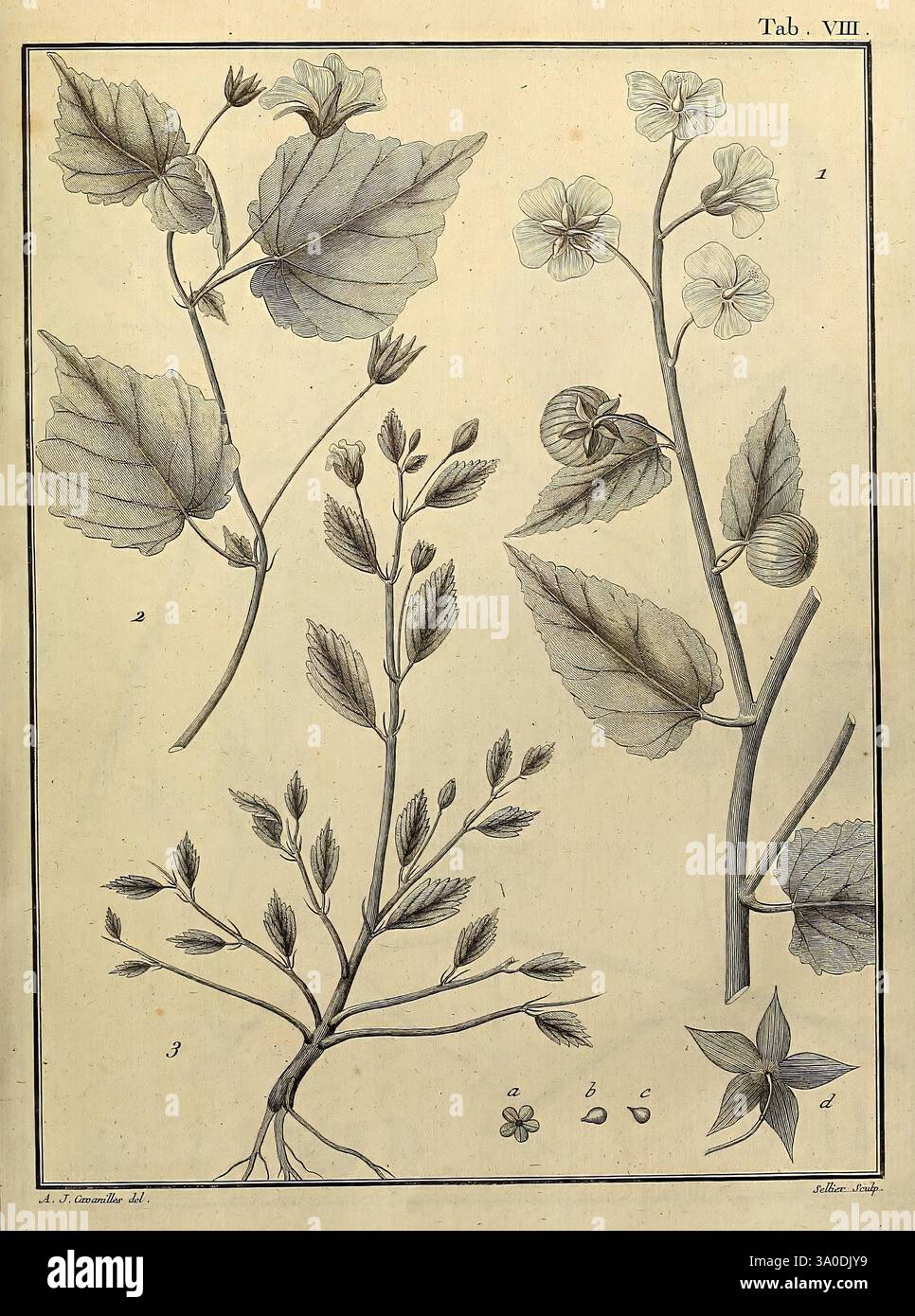 Displays several plant specimens hi-res stock photography and images ...