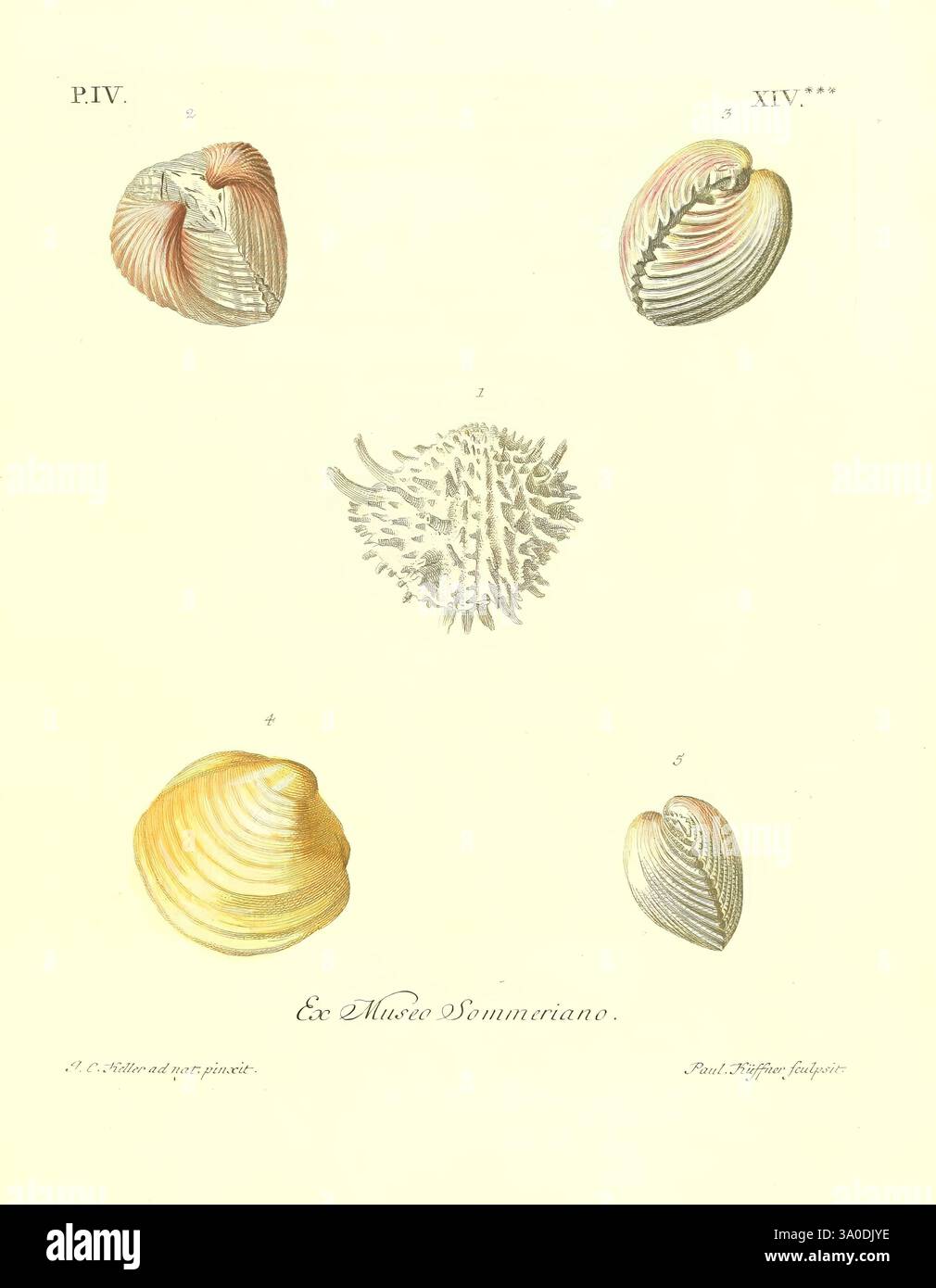 Ex museo sommarino hi-res stock photography and images - Alamy