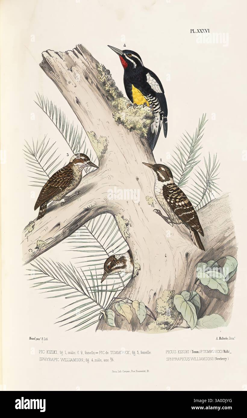 Showcases vibrant markings hi-res stock photography and images - Alamy