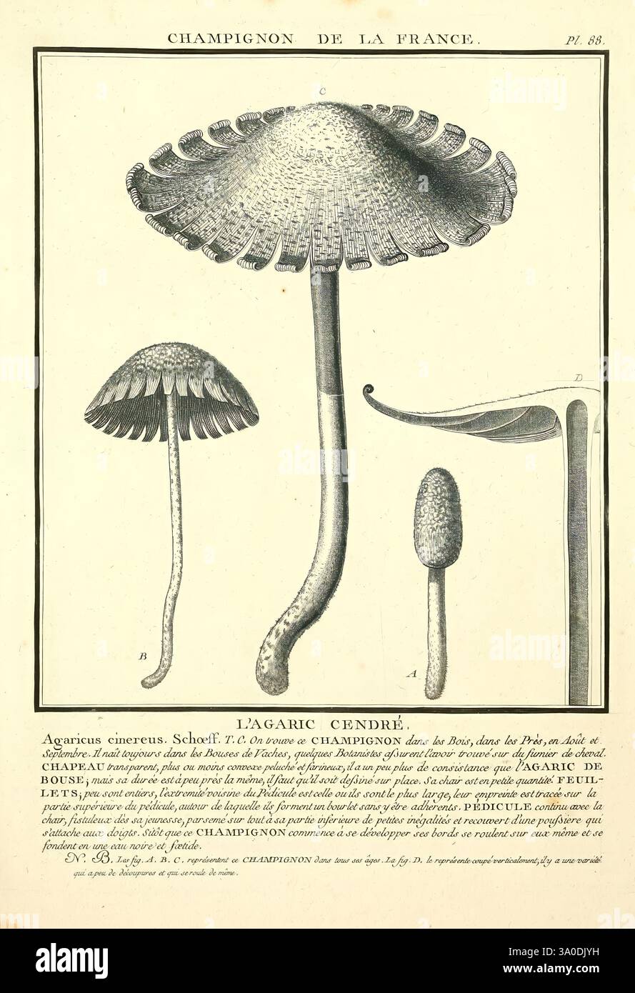 Additional mushroom varieties hi-res stock photography and images - Alamy