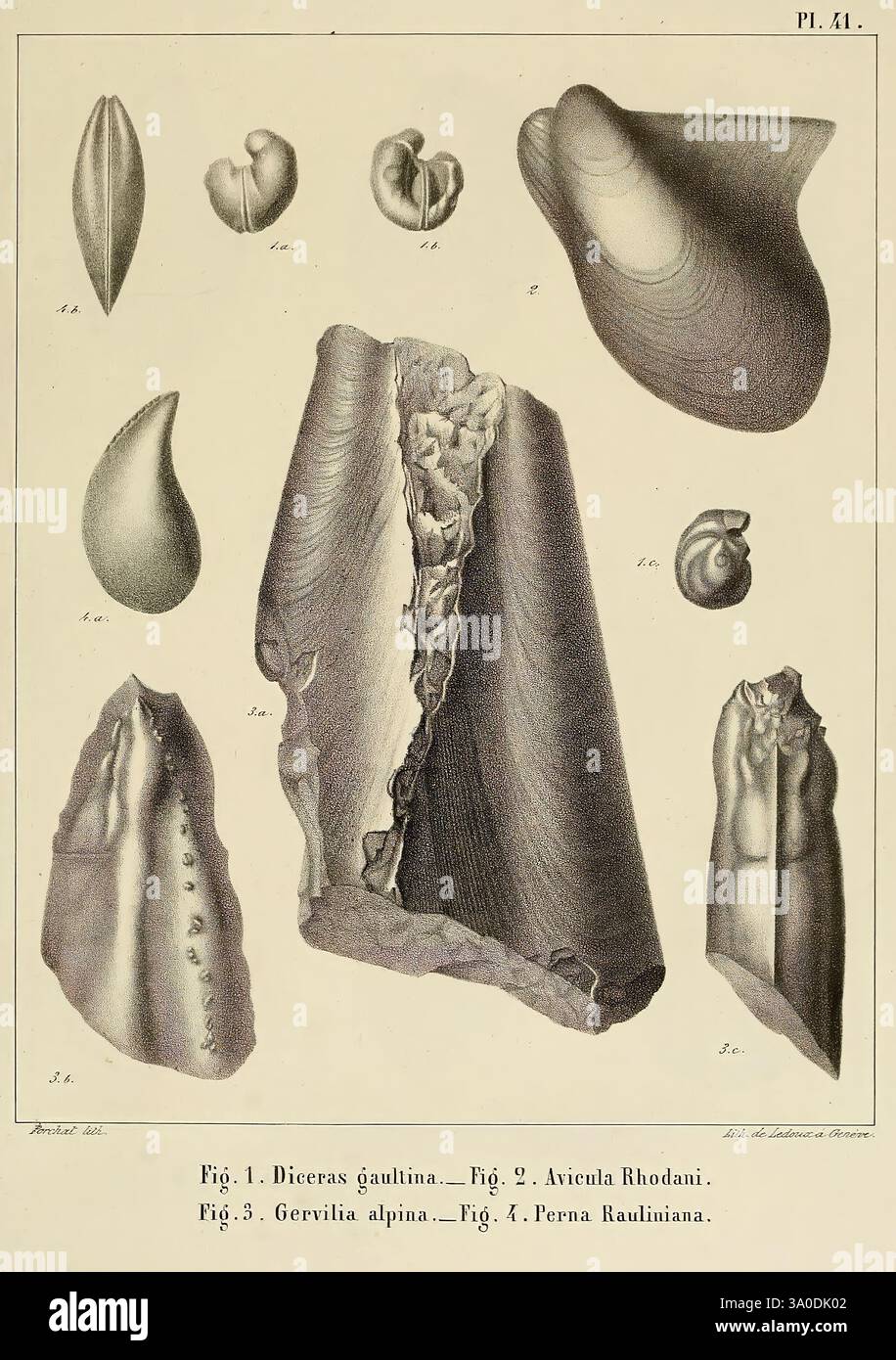 Diversity of shell morphology in marine life hi-res stock photography ...