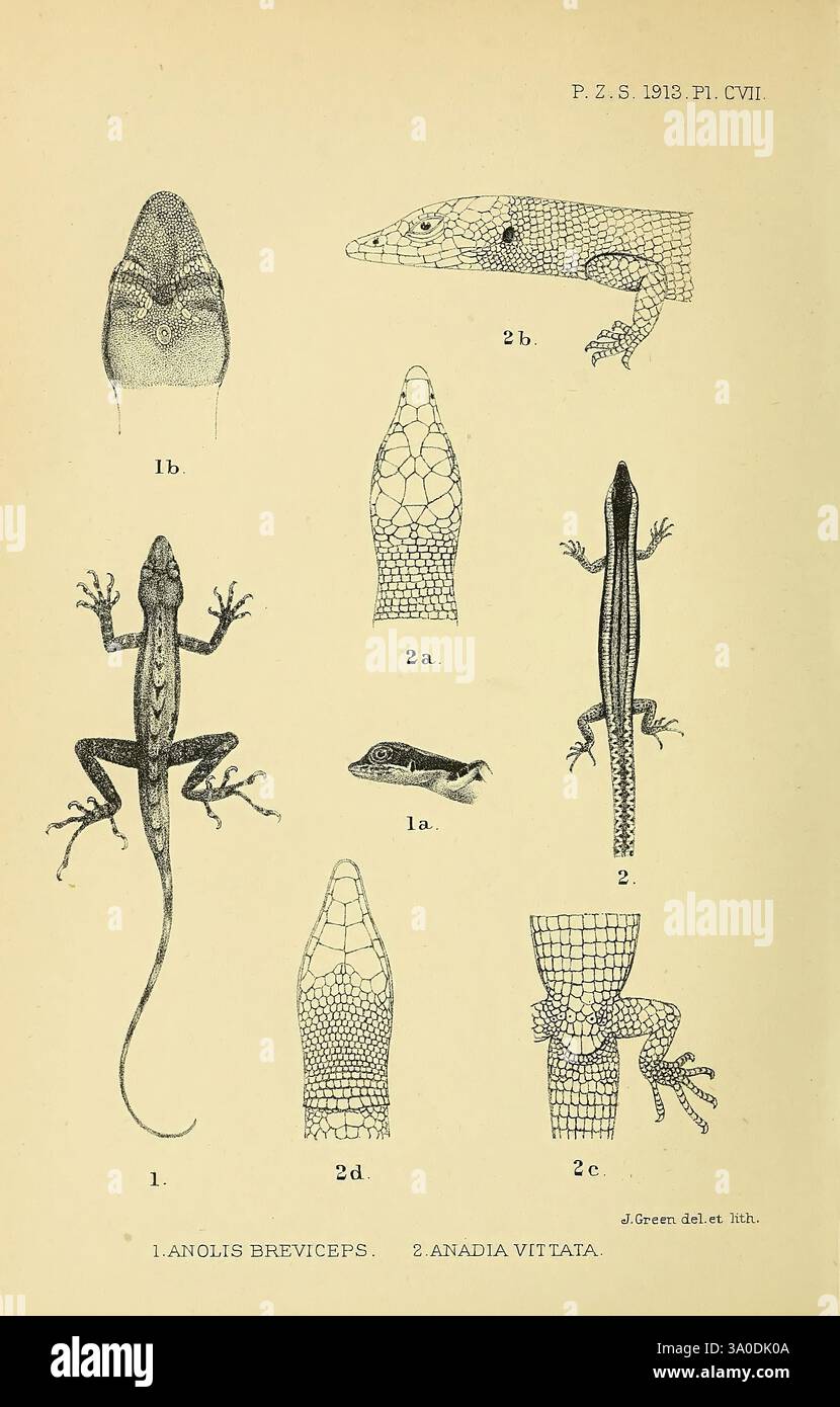 Top row presents side views of two lizards hi-res stock photography and ...