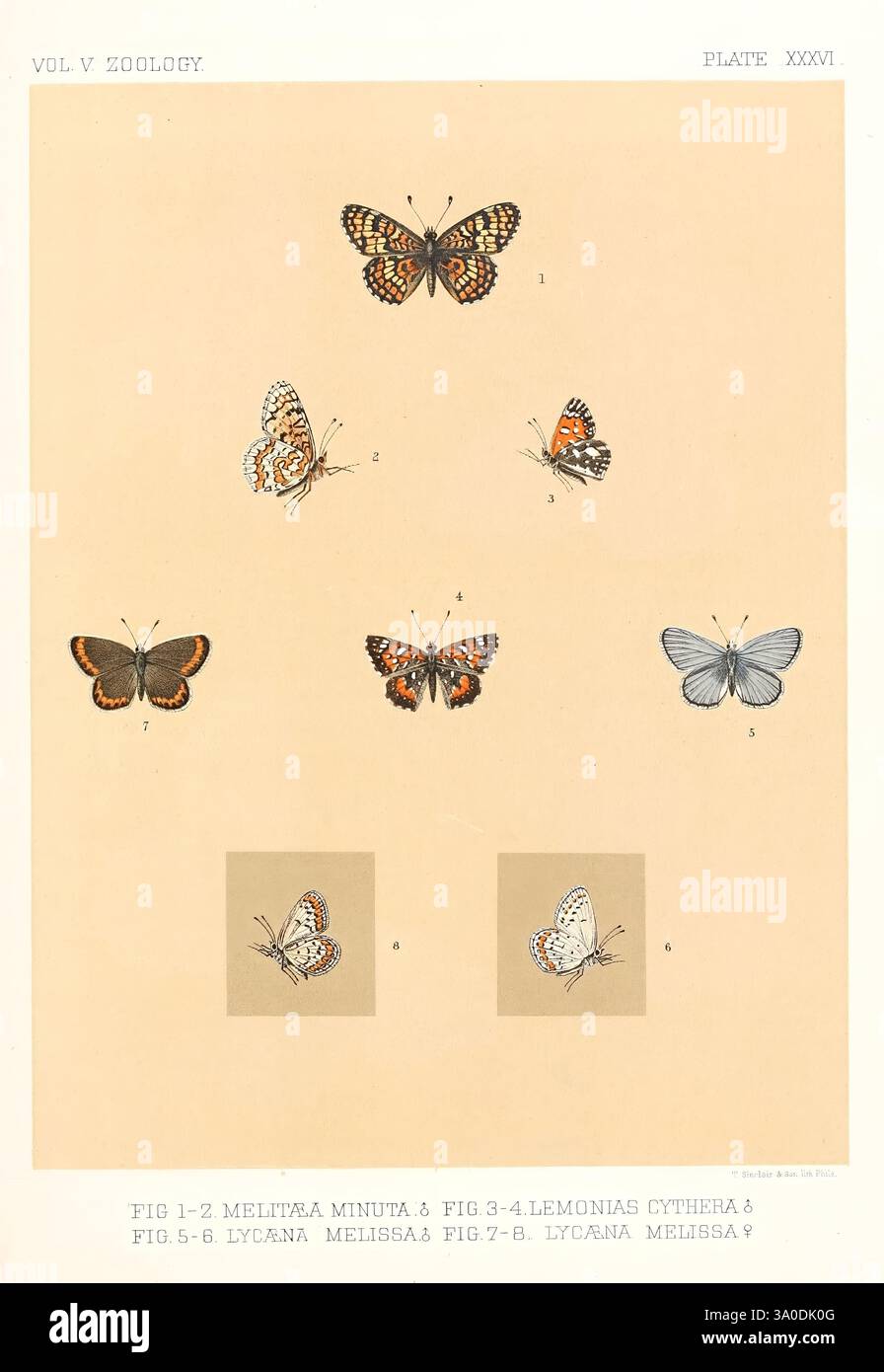 Top row displays two butterflies labeled hi-res stock photography and ...