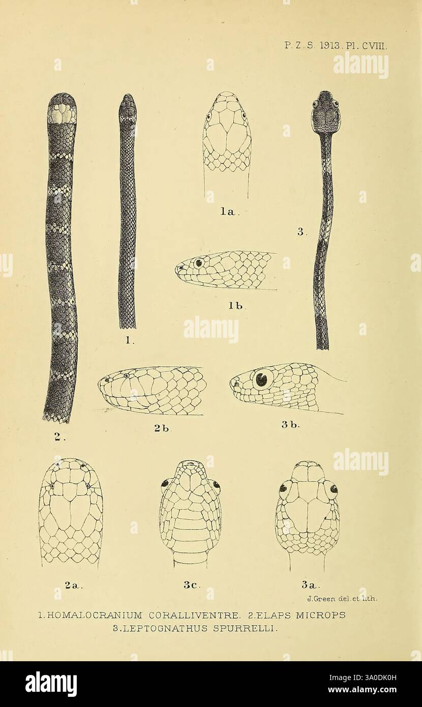 Various detailed anatomical studies of serpentine creatures hi-res ...
