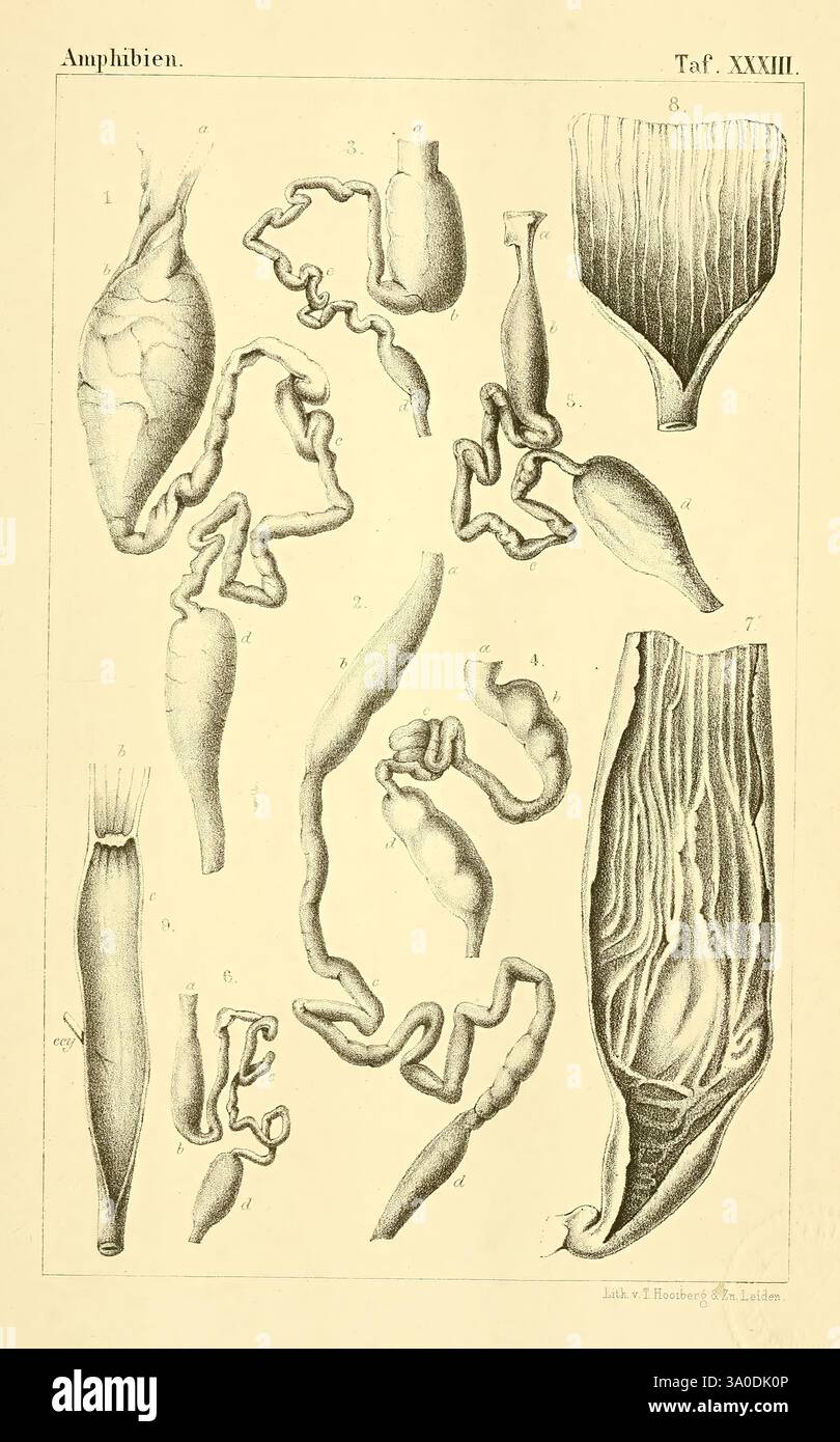 Showcasing various structures of amphibians hi-res stock photography ...