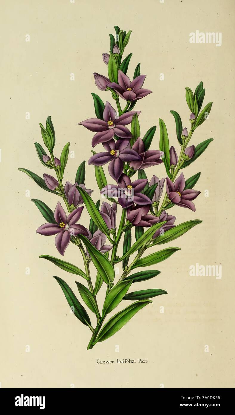 Character of crowea latifolia hi-res stock photography and images - Alamy