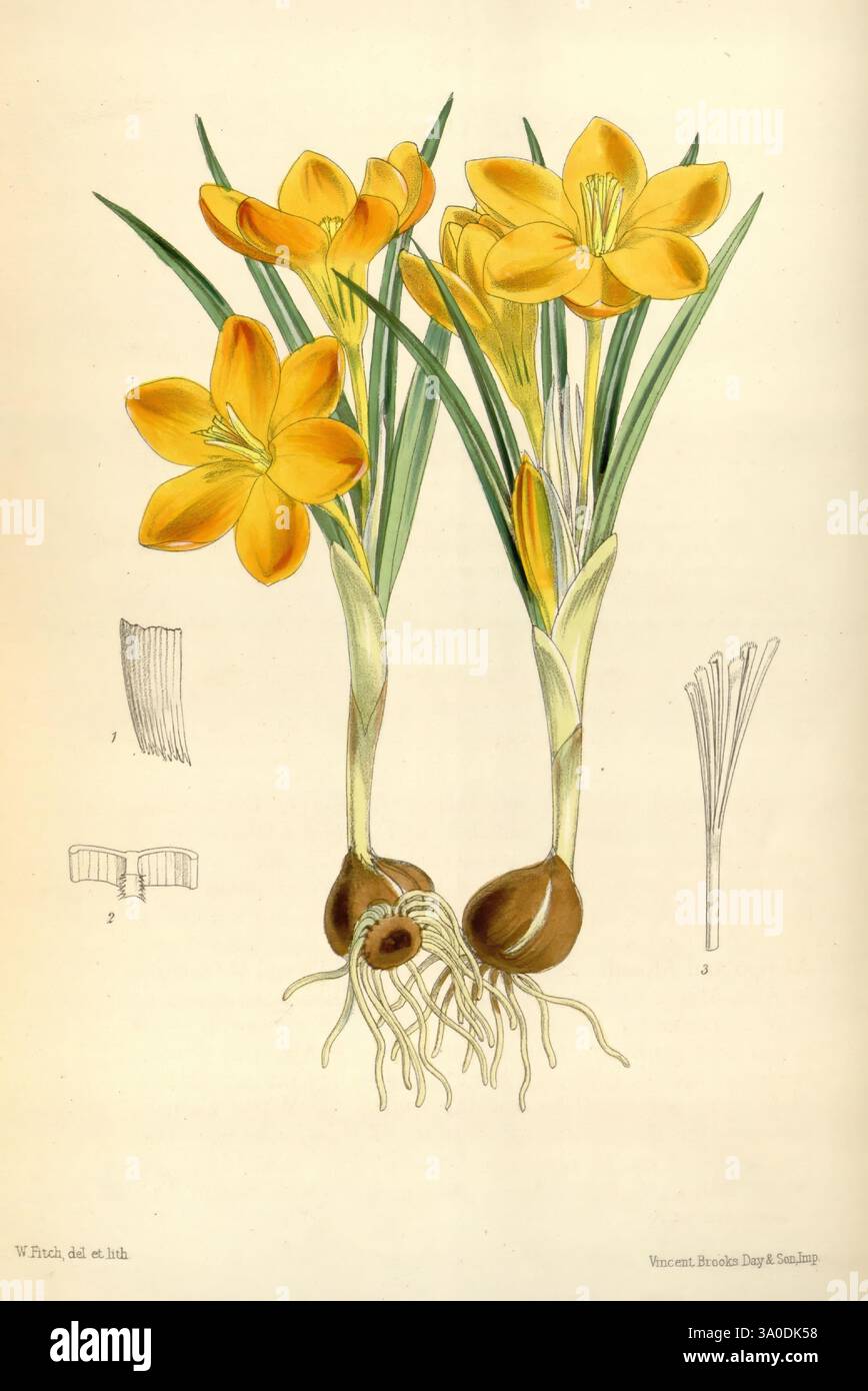 Curtis's Botanical Magazine London New York Botanical Illustration ...