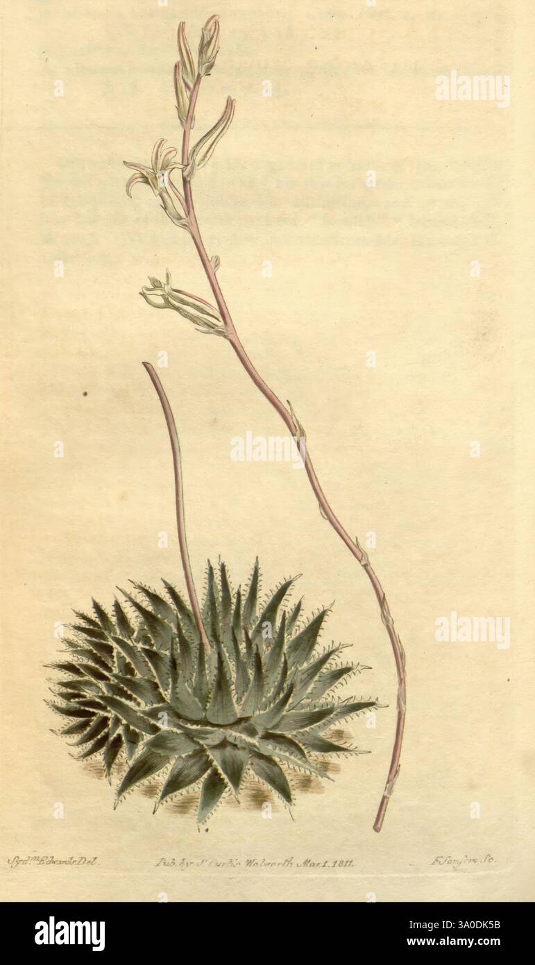 Haworthia arachnoidea taxonomy hi-res stock photography and images - Alamy