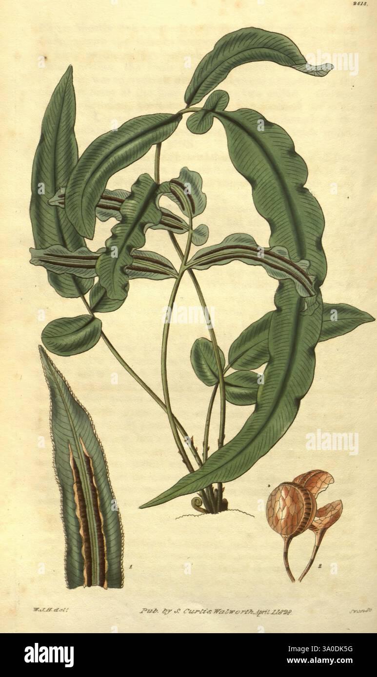 Pronounced undulating texture hi-res stock photography and images - Alamy