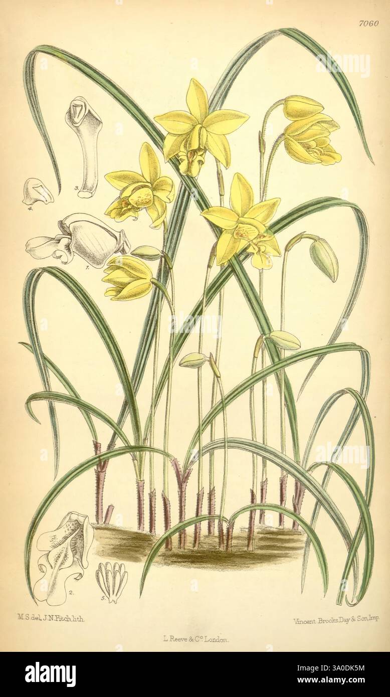 Anatomy of daffodils hi-res stock photography and images - Alamy