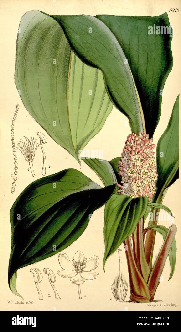 Curtis's Botanical Magazine London New York Botanical Illustration ...
