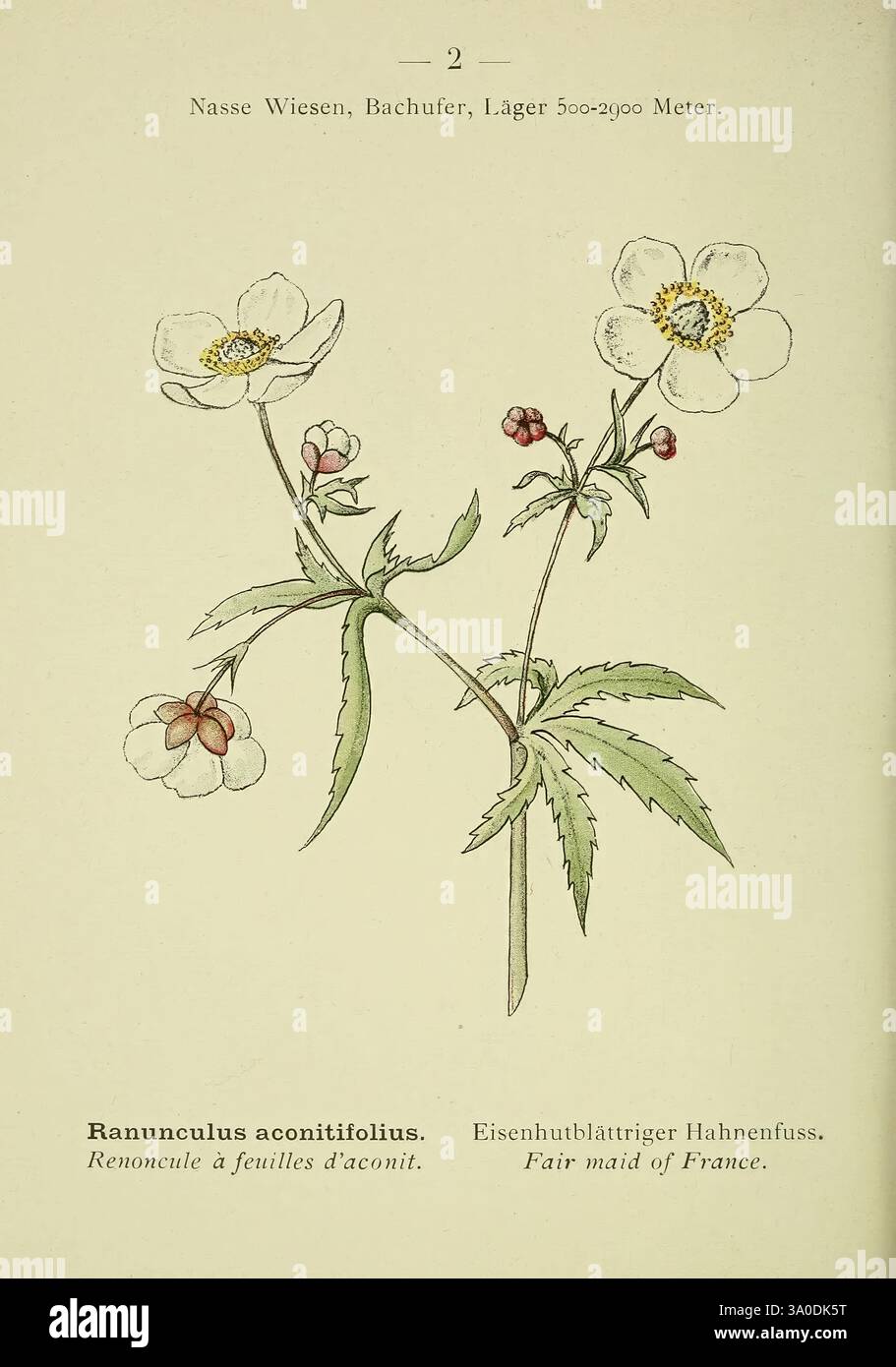 Context of french flora hi-res stock photography and images - Alamy