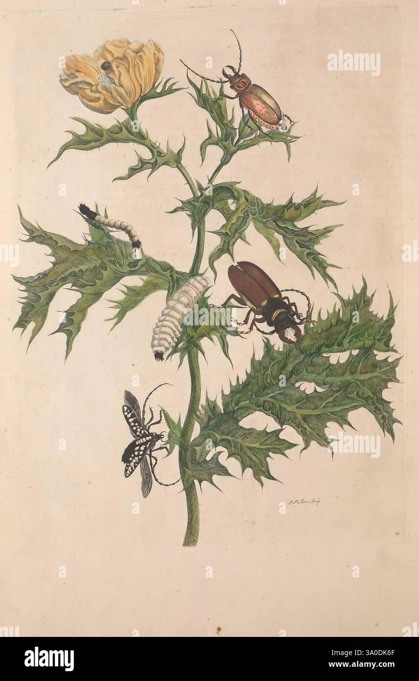 Maria Sybilla Merian, Over de voortteeling en wonderbaarlijke ...