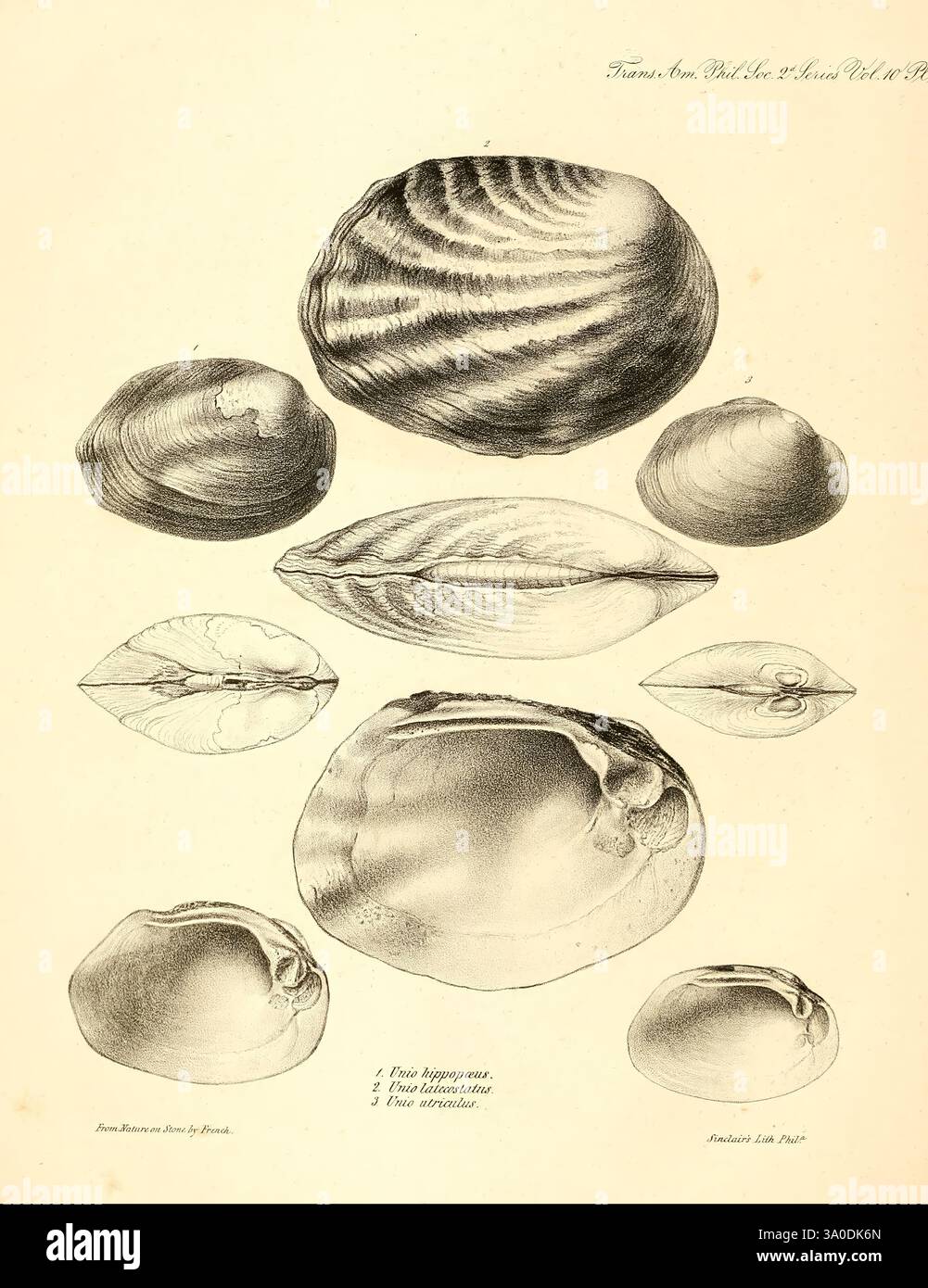 Robust types hi-res stock photography and images - Alamy