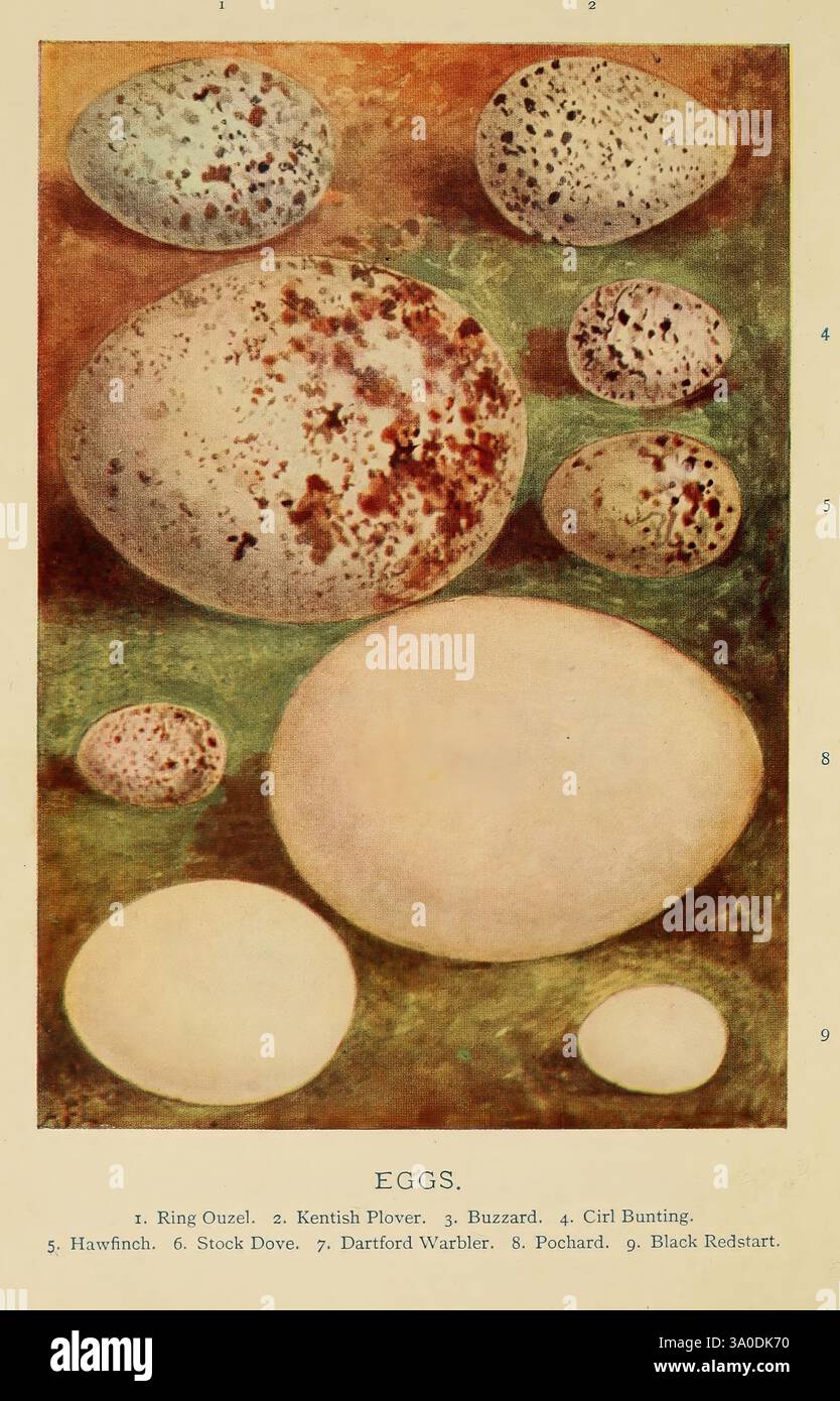 Displayed alongside descriptive labels hi-res stock photography and images - Alamy