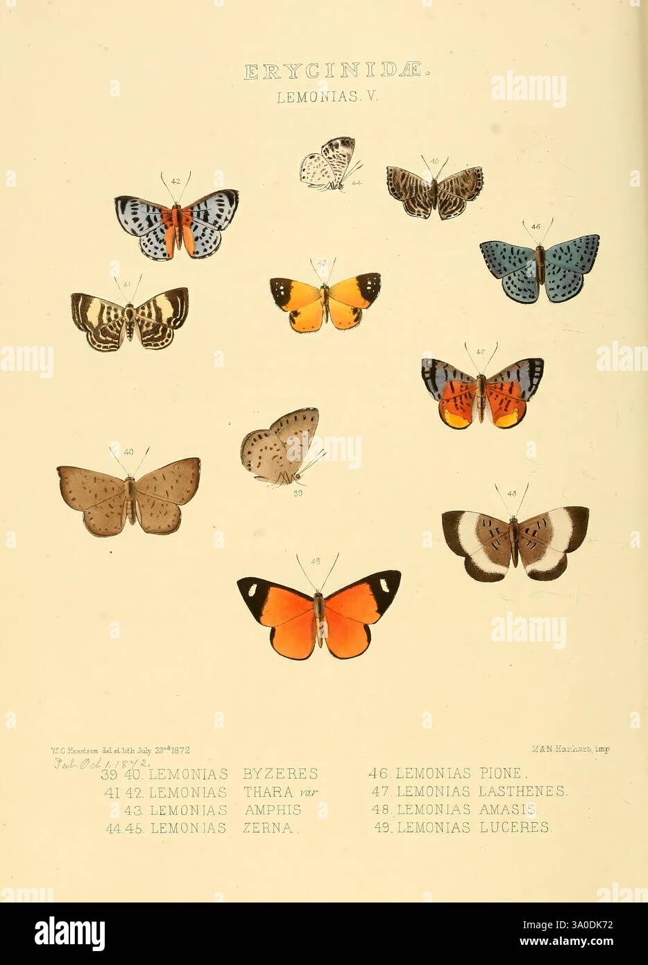 Illustrations of new species of exotic butterflies, London, John Van ...