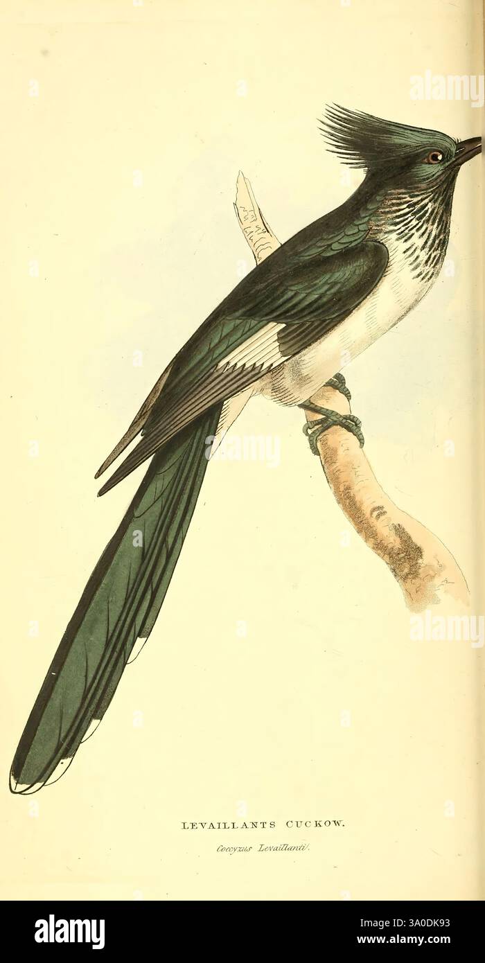 Lyvaillants cuckoo hi-res stock photography and images - Alamy