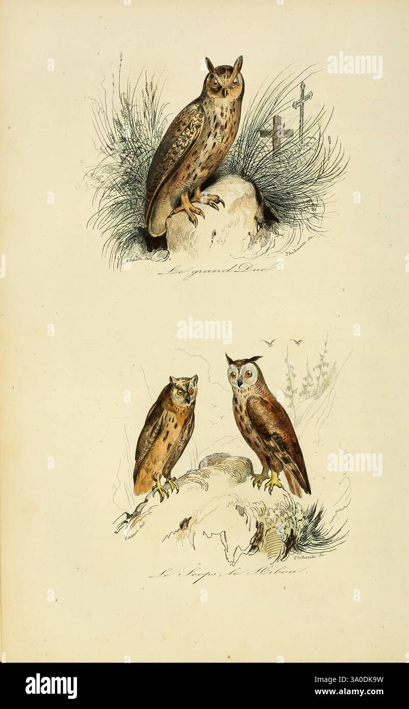 Illustration features two distinct species of owls hi-res stock ...