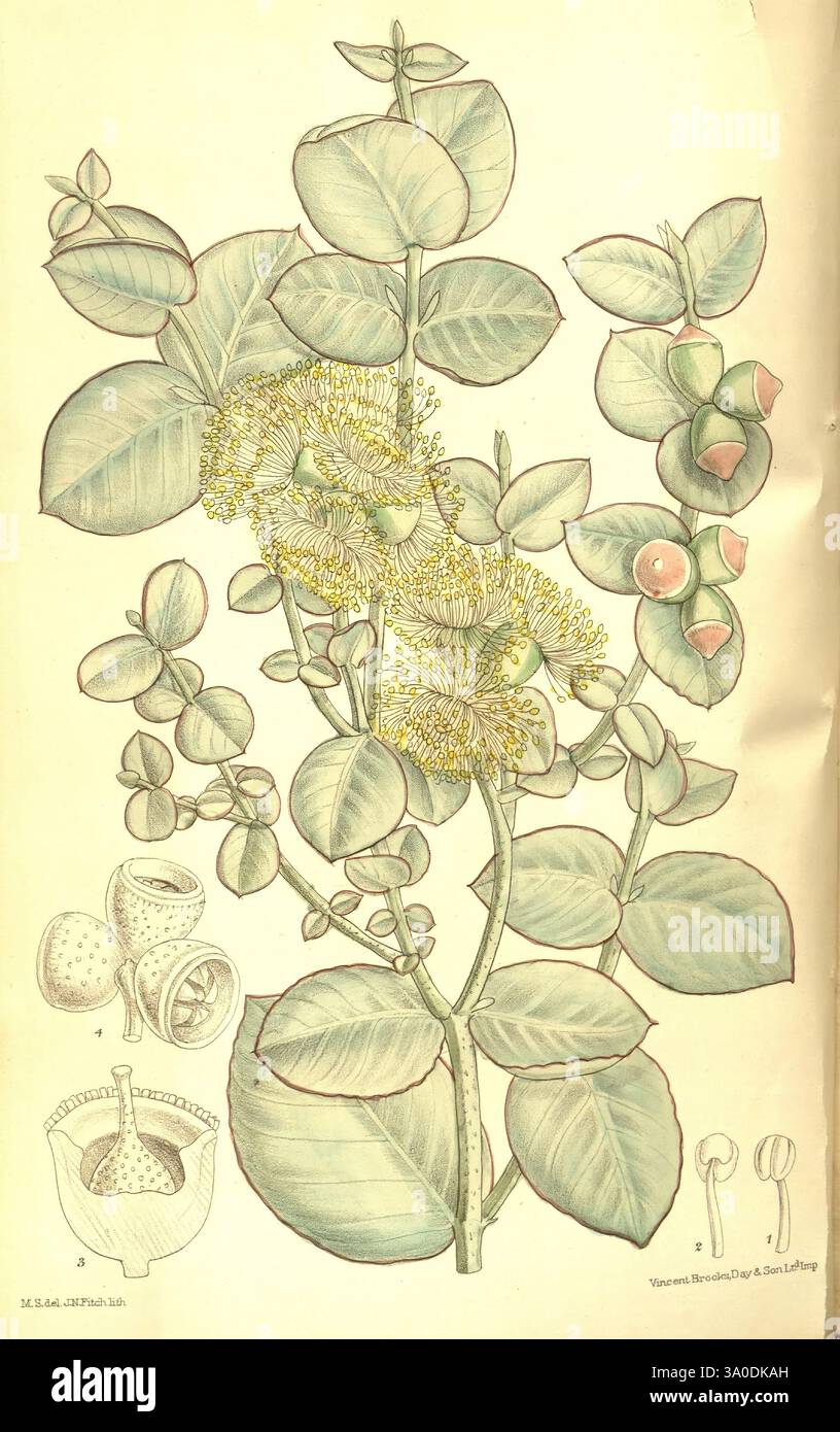 New york botany periodicals pictorial works matilda smith eucaly hi-res ...