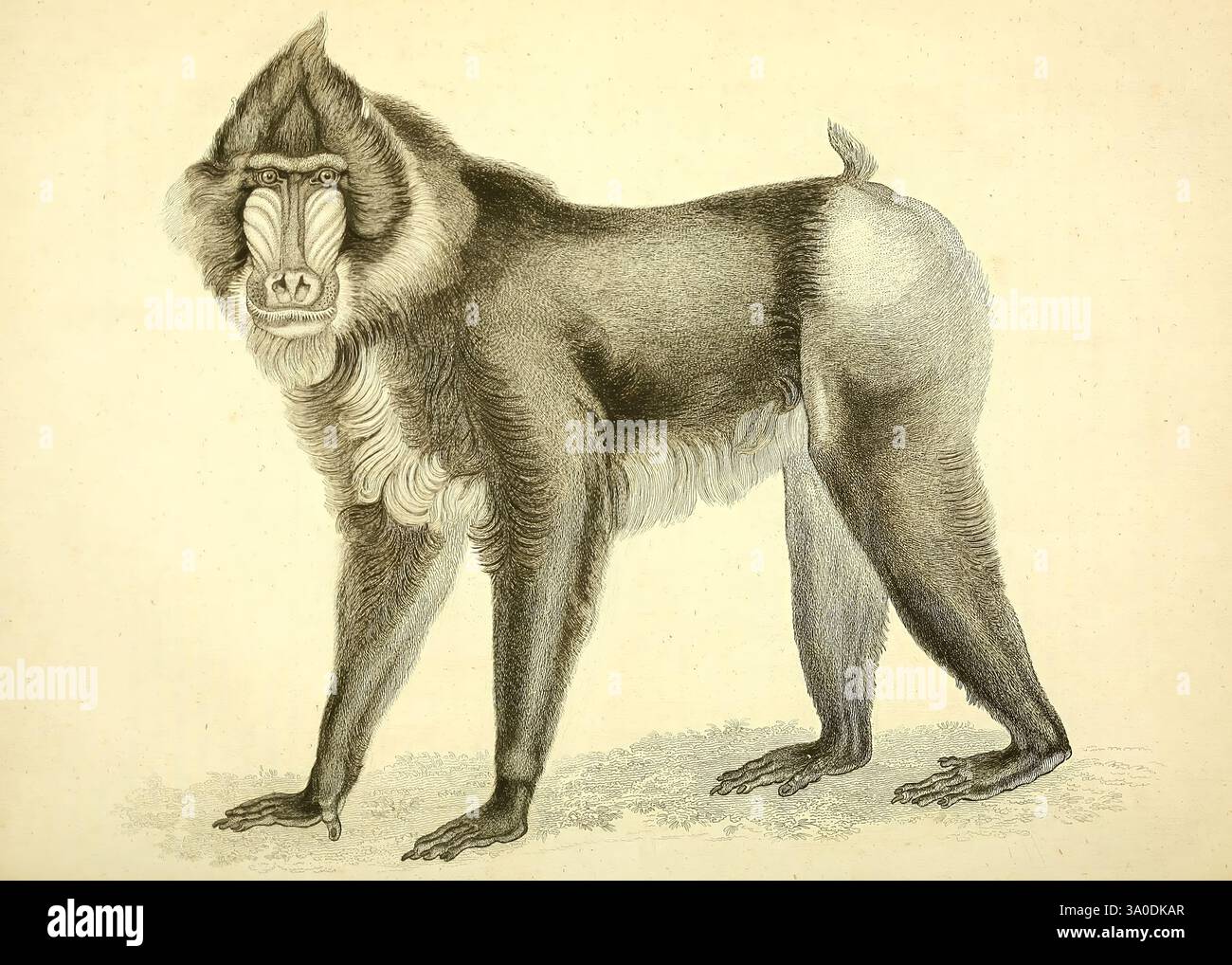 The wonders of the animal kingdom London T. Kelly 1830 Great Britain ...