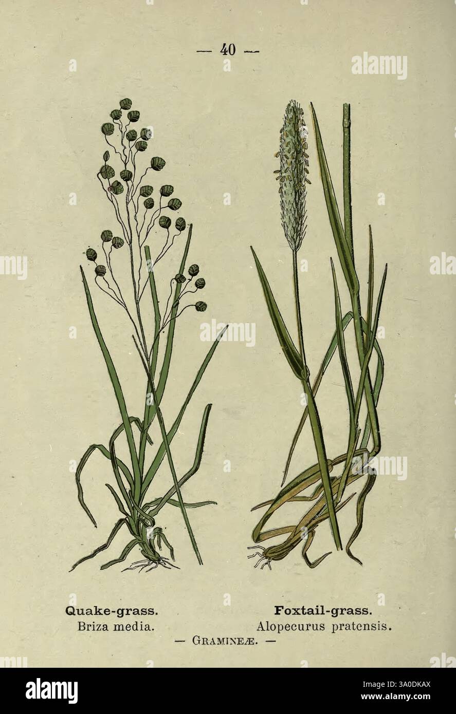 Wayside and woodland blossoms, London, F. Warne, 1895, Great Britain ...