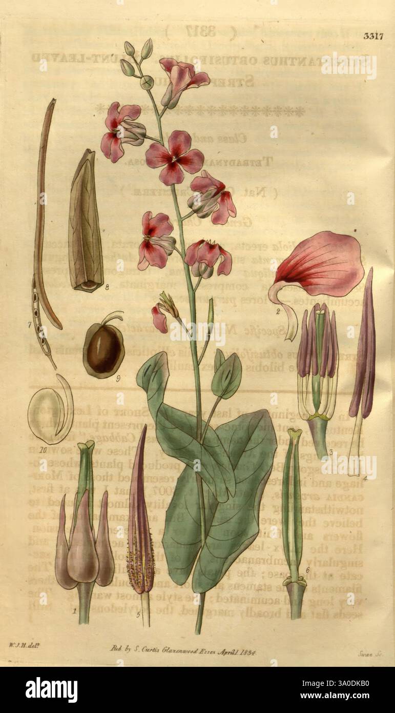 Curtis's Botanical Magazine London New York Botany Periodicals ...