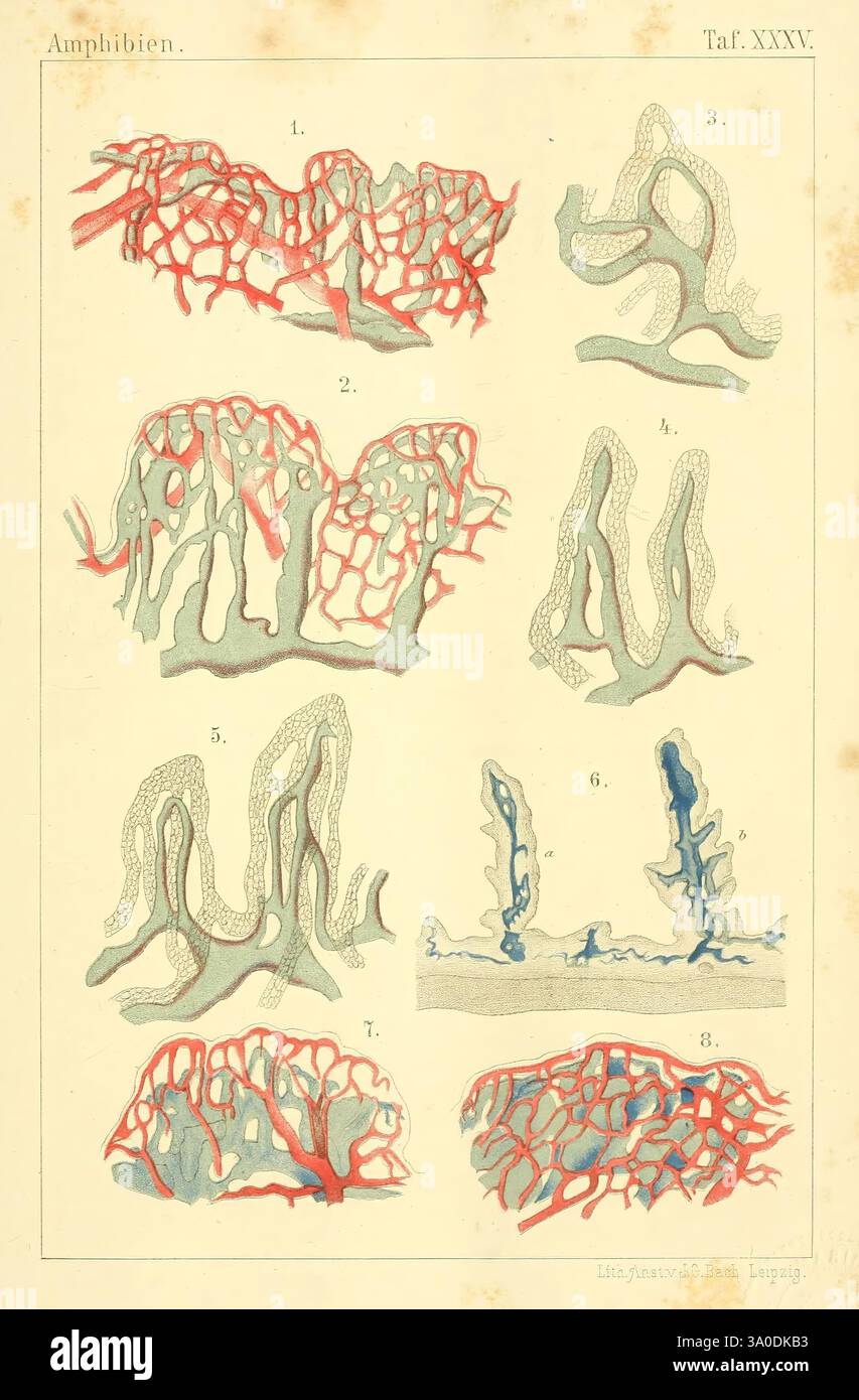Organic shapes resemble abstract forms hi-res stock photography and ...