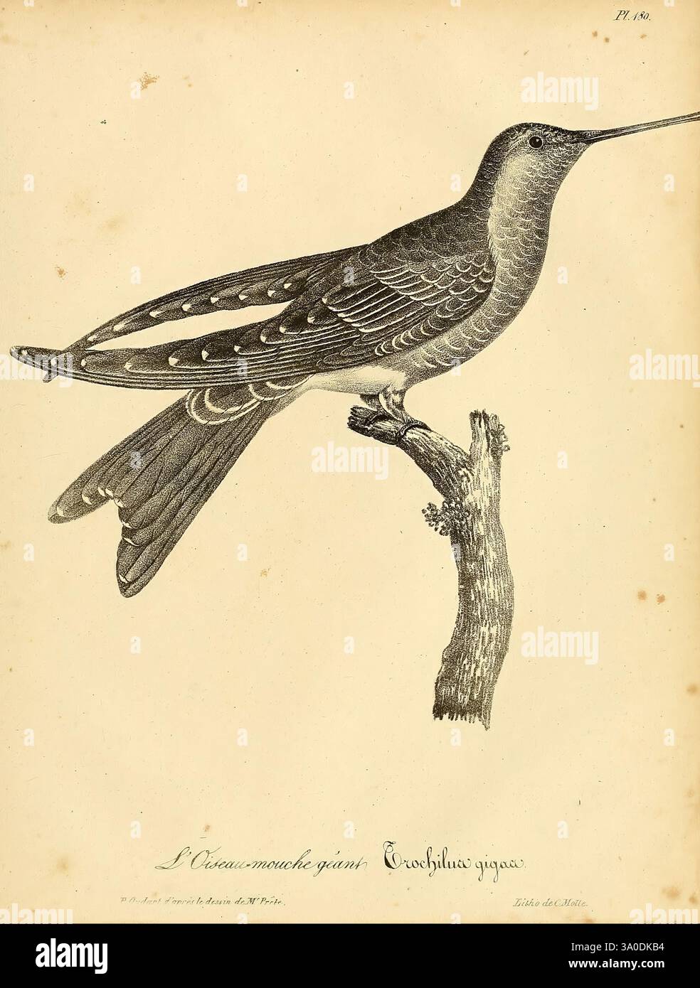 Trochilus apus hi-res stock photography and images - Alamy