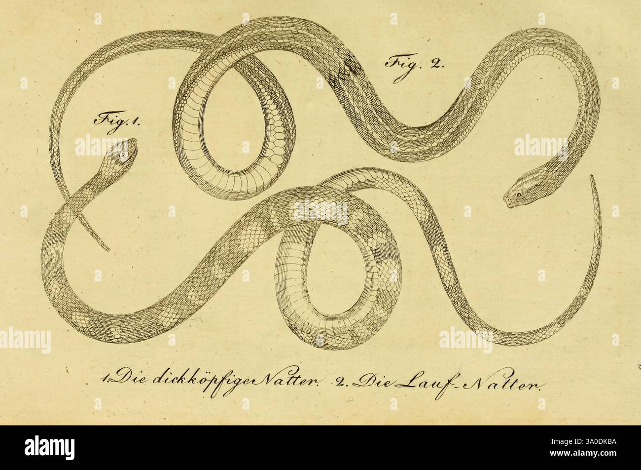 Herrn de la Cepede's Naturgeschichte der Amphibien, oder der ...