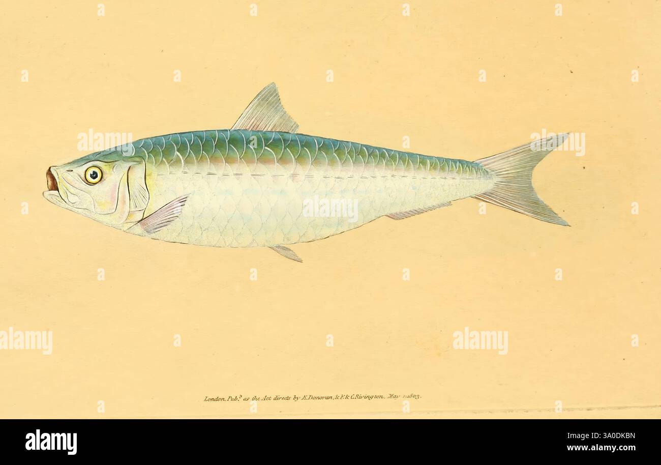 Pronounced dorsal fin visible atop hi-res stock photography and images ...