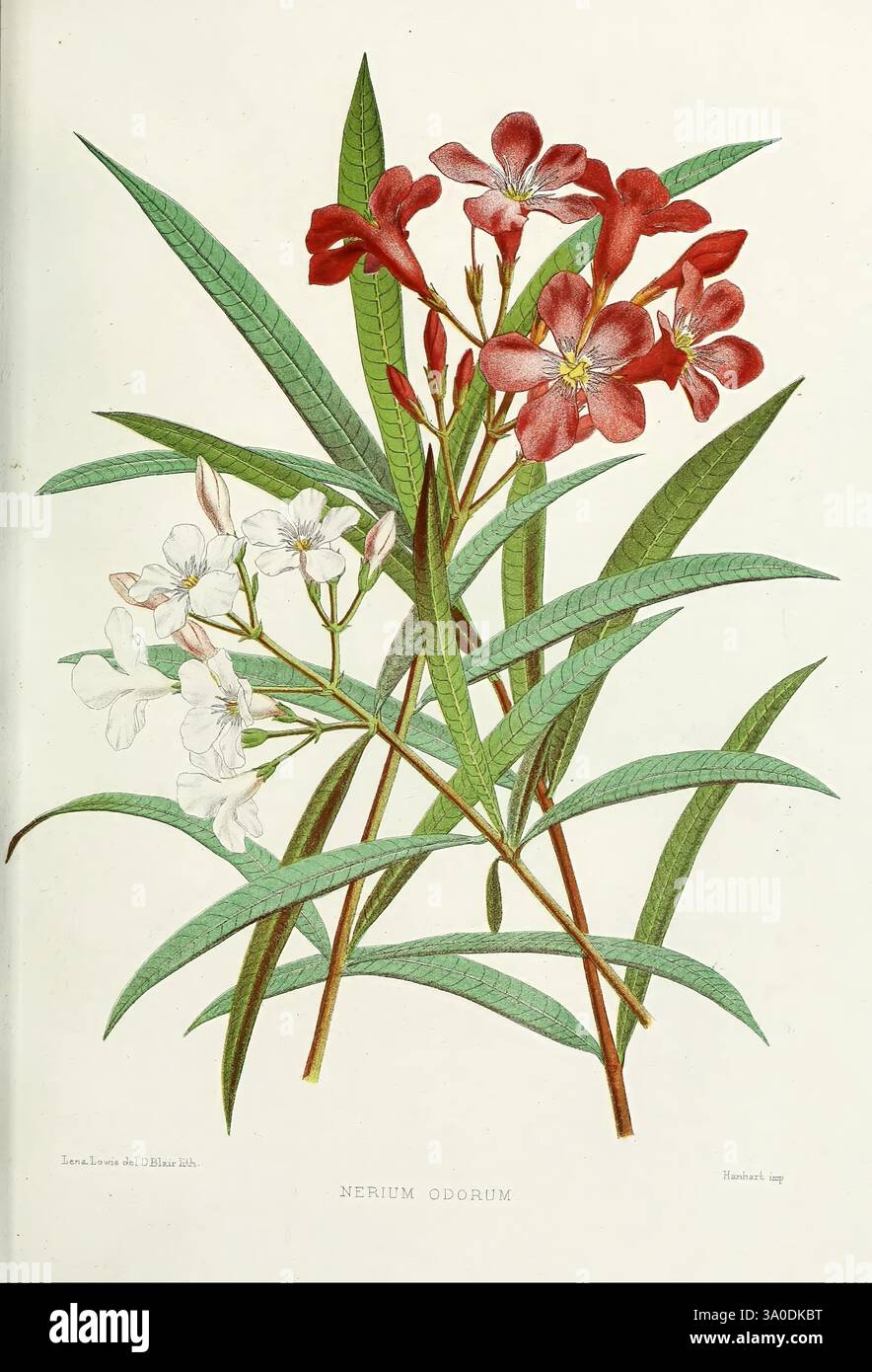 Detailed botanical representation of nerium odoratum hi-res stock ...