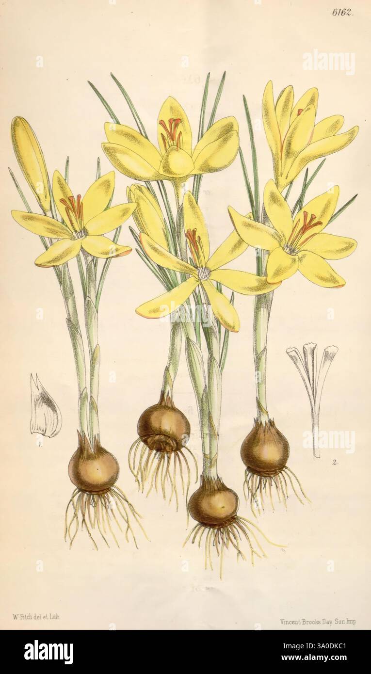 Curtis's botanical magazine, London, New York, botanical illustration ...